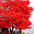 Red Maple Tree – Ornamental Shade Tree with Brilliant Red Fall Color ...
