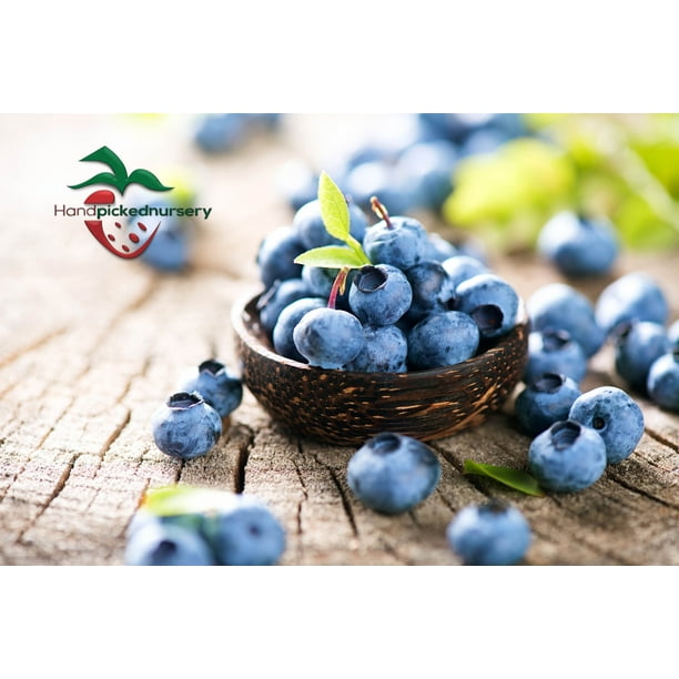 2 RUBEL NORTHERN HIGHBUSH BLUEBERRY 3 YEAR OLD PLANT, 1 GALLON SIZED ...