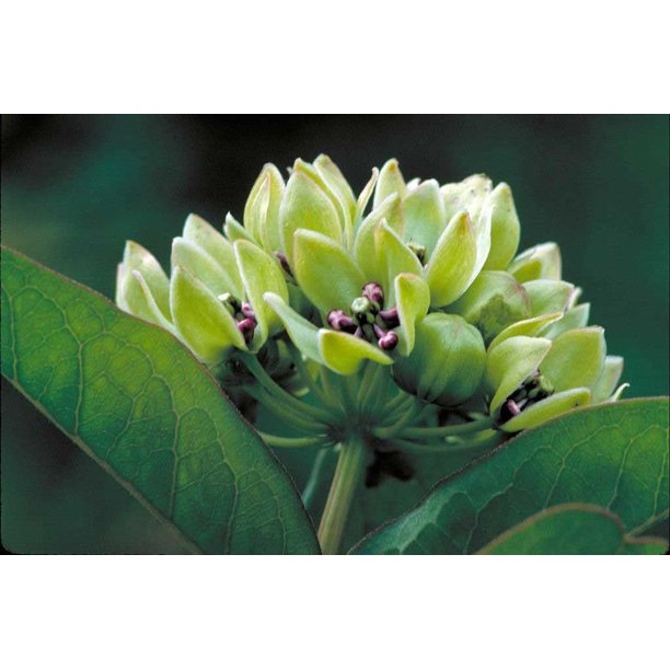 Spider Milkweed Native Seeds for Planting (50 Seeds) - Asclepias ...