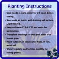 Giant Elephant Ear For Planting Ideal for Gardening Deer Resistant ...