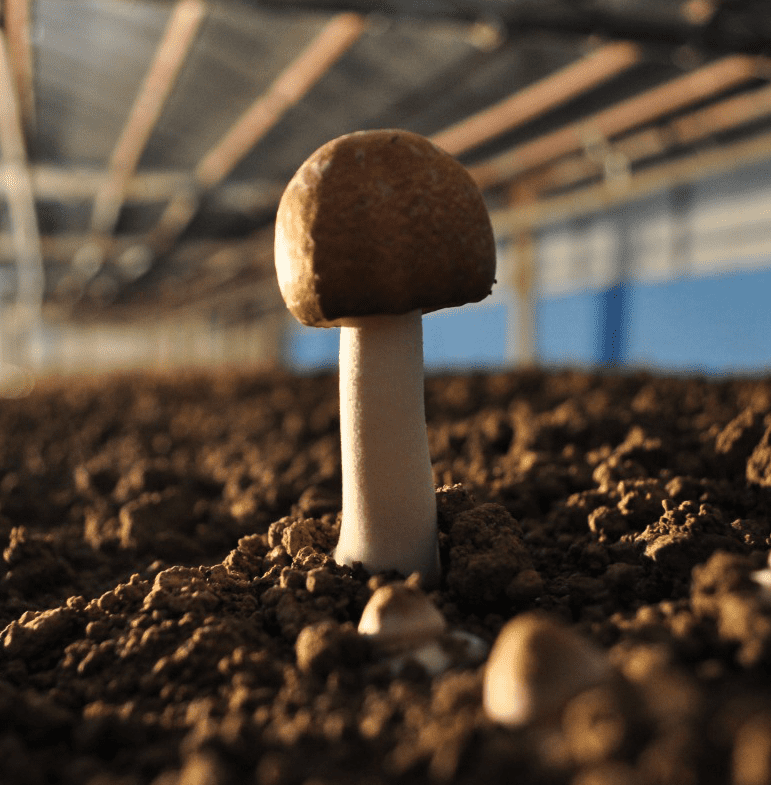 ABM Mushroom (Agaricus Blazei-murrill) - Walmart.com
