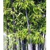25 Lady Finger Bamboo Seeds - Walmart.com