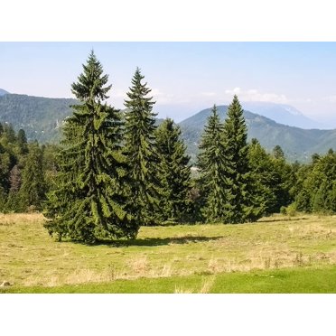 Blue Douglas Fir Seeds for Planting | 20+ Seeds | Grow Evergreen Trees ...