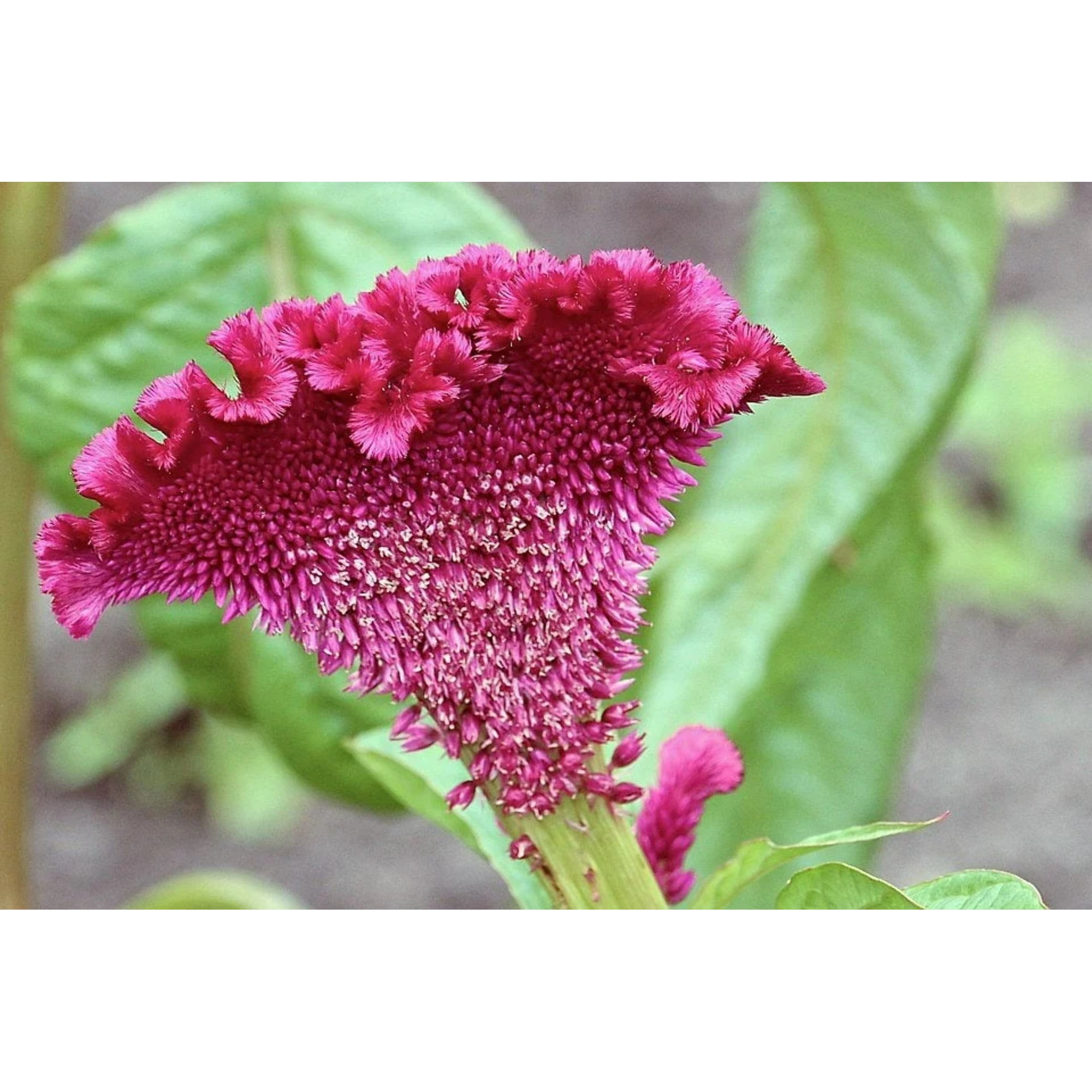 Click here for Seedville Usa 100 Coral Gardens Mix Celosia Cocksc... prices