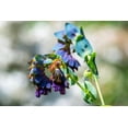 Seedville USA Blue Shrimp Plant, Honeywort Flower Seeds, Cerinthe Major ...