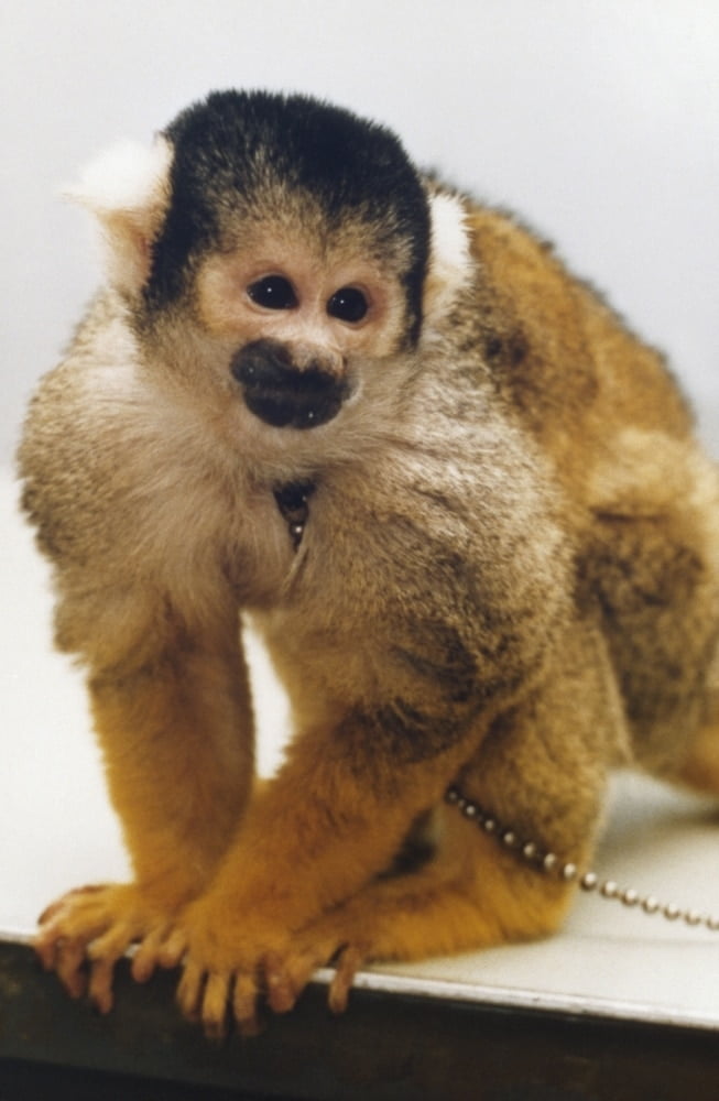 Nasa Monkey, 1985. /Na Squirrel Monkey, Similar To Those Selected To ...