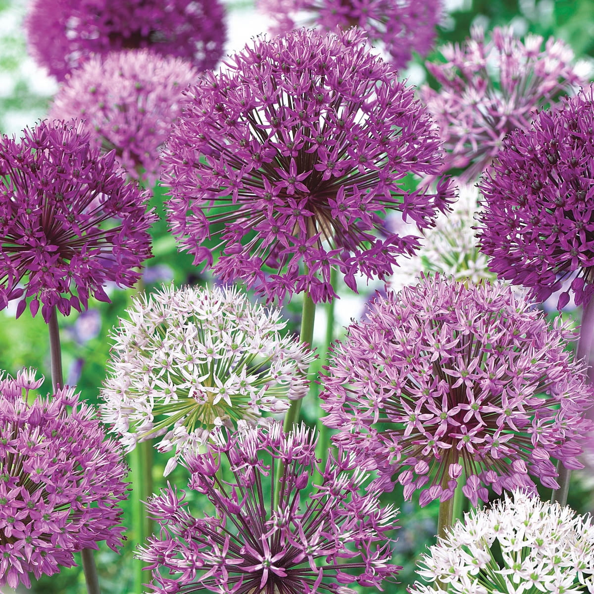 Giant Allium Dormant Bulb Mixture (15-Pack) - Walmart.com