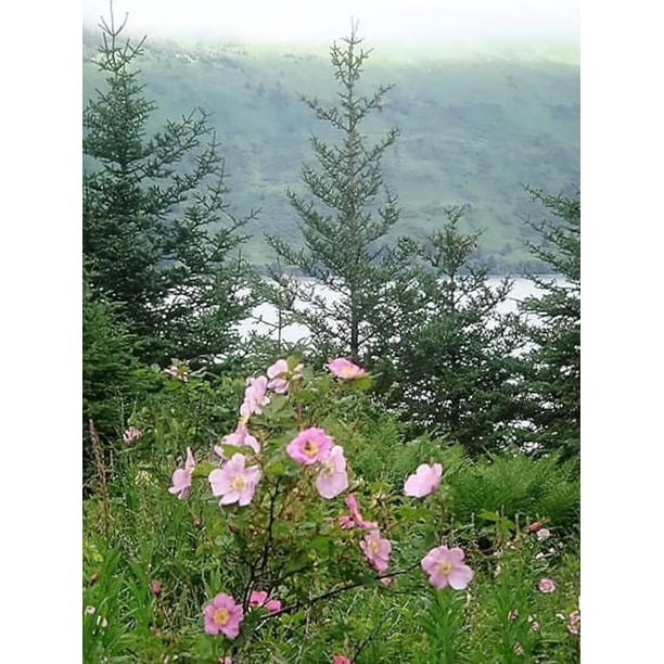 15 Pink WOOD'S ROSE Bush Mountain Rose Rosa Woodsii Fragrant Flower ...