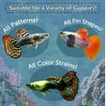Guppy Flakes, for Guppies, Endler Guppies, Mollies, Platys, Swordtail ...
