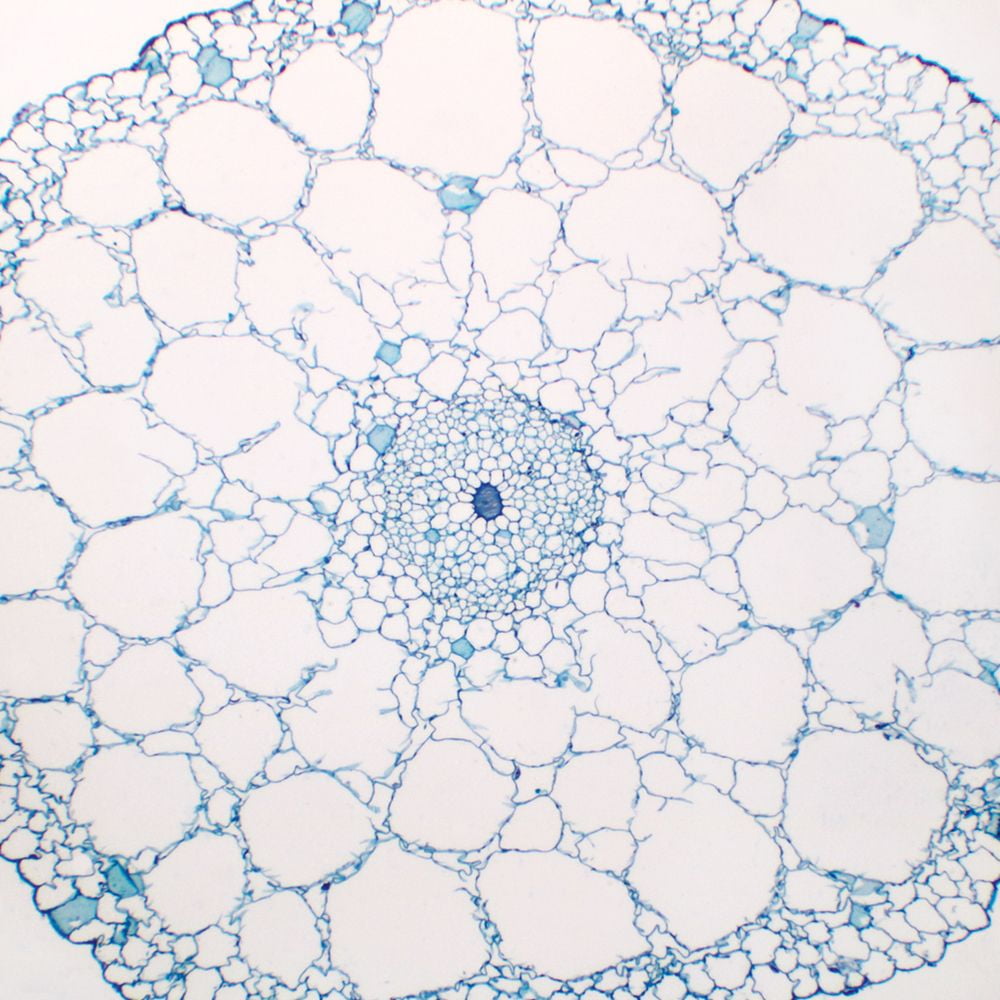 Elodea Labeled
