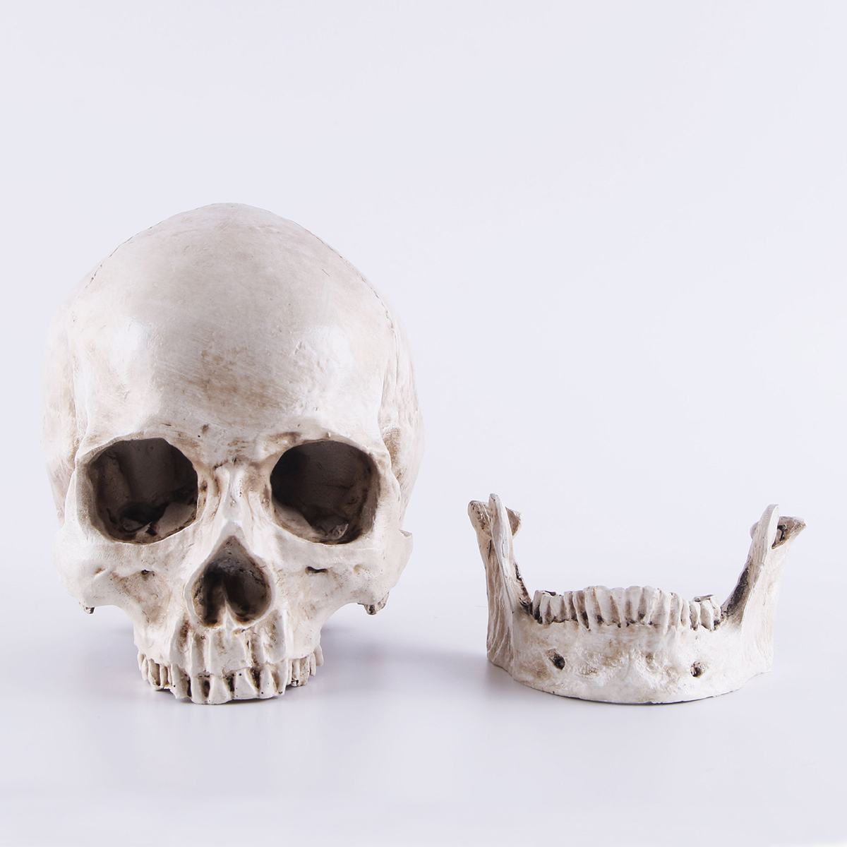 Lab Human Skull Model,3 Part Life Size 1:1 Anatomical Model,Features ...