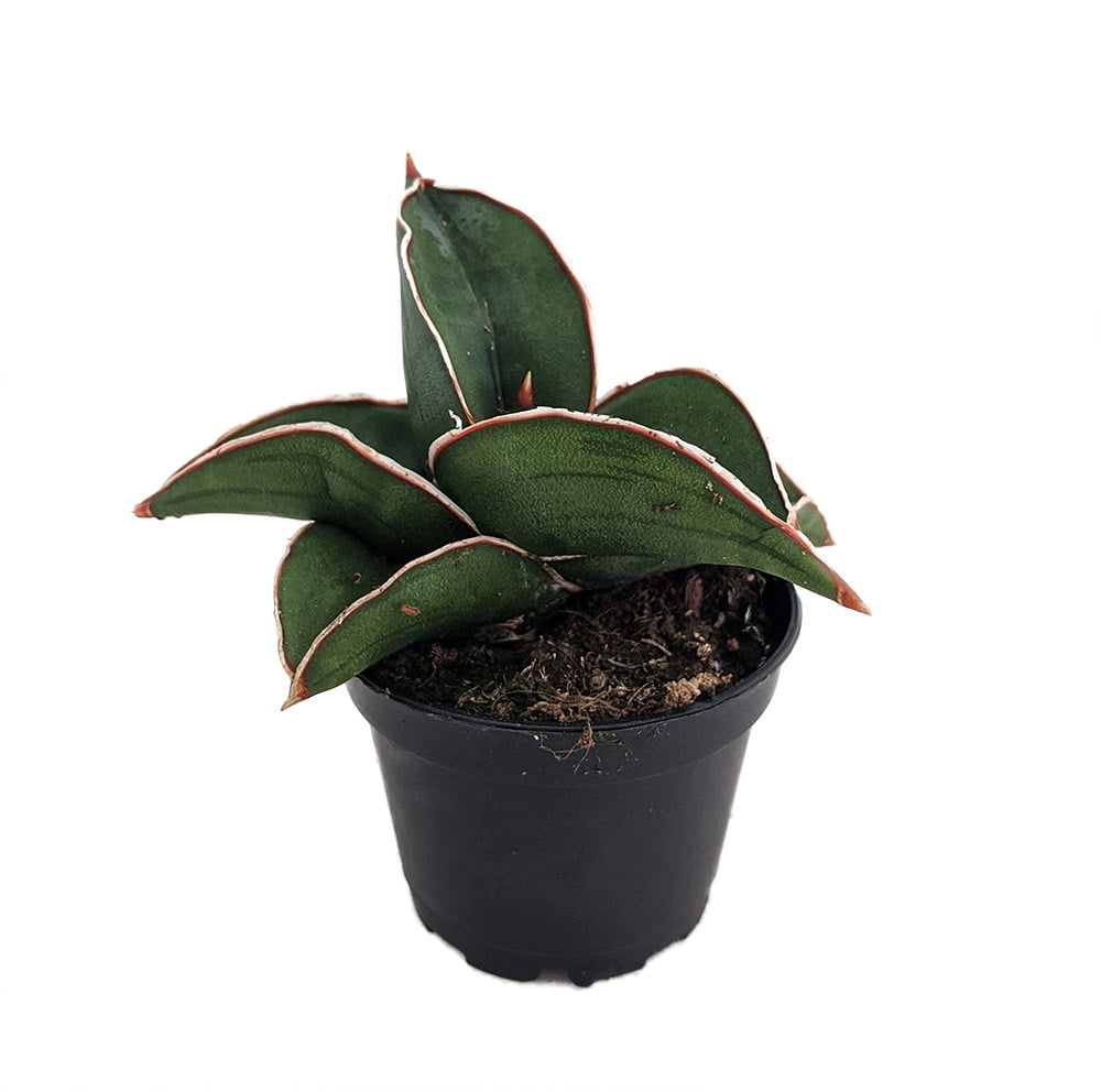 Rare Samurai Sword Snake Plant - Sansevieria - 2.5" Pot - Collector's ...