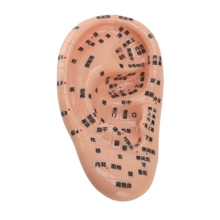 Ear Acupuncture Point Model, Learning Display PVC Ear Zone Model for ...