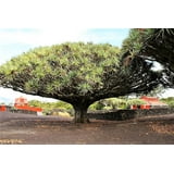 10 DRAGON TREE Dracaena Draco Canary Island Drago Blood Asparagus Yucca ...
