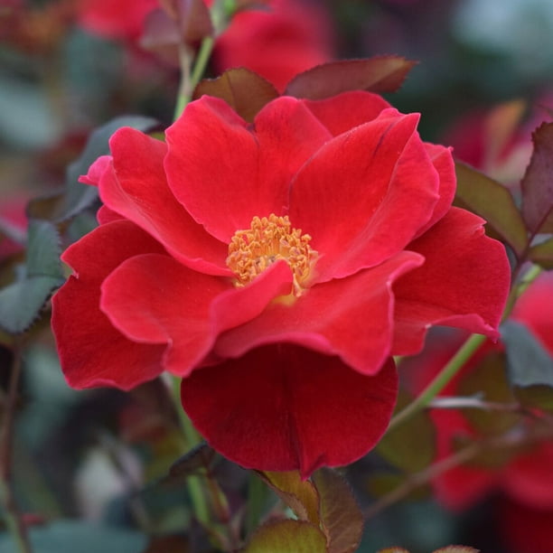 Heirloom Roses - Miracle On The Hudson® Shrub Rose Bush - Walmart.com