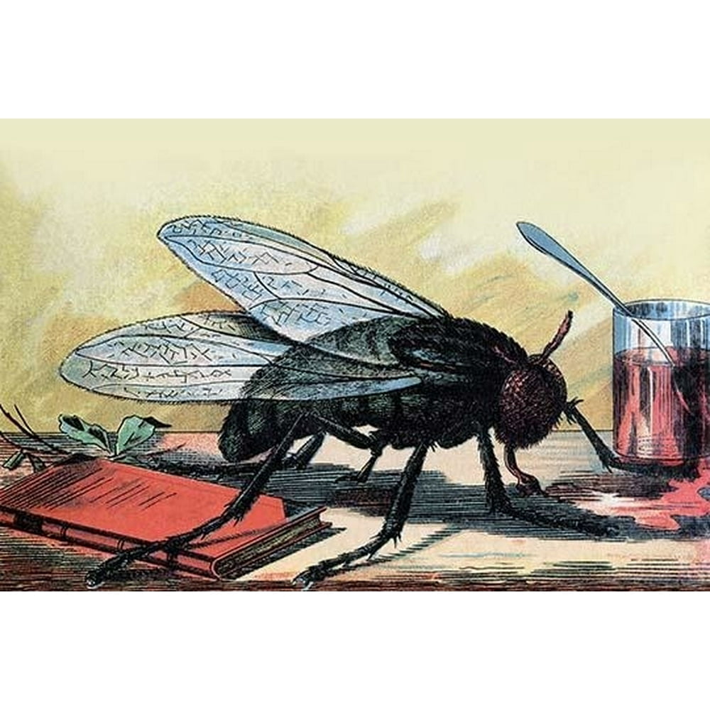 The Fly Poster Print by Unknown (24 x 36) - Walmart.com - Walmart.com
