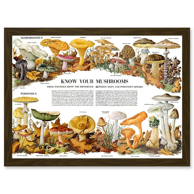 Know Your Mushroom Identifier Chart Mycology Mushroom Fungi Toadstool ...