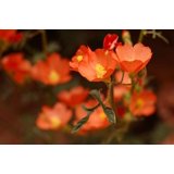 20 Apricot DESERT GLOBEMALLOW Mallow Sphaeralcea Ambigua Flower Seeds ...