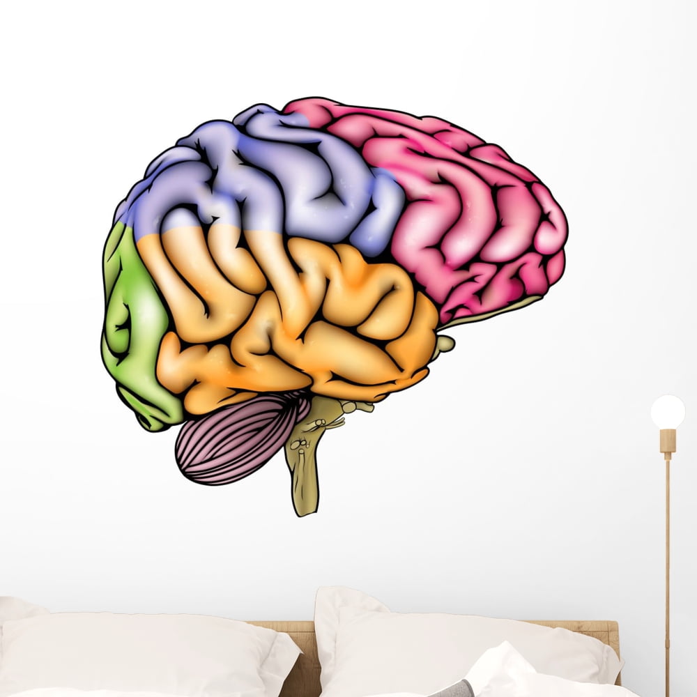 Human Brain Anatomy Sectioned Wall Mural by Wallmonkeys Peel and Stick ...