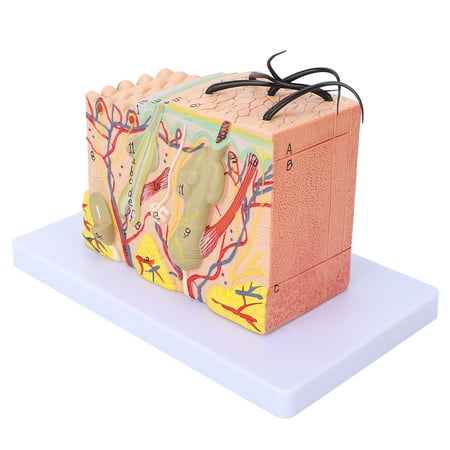 Magnified Skin Tissue Model, Diagram High Strength 35X Enlarged Skin ...