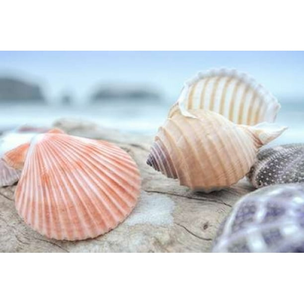 Crescent Beach Shells 10 Poster Print by Alan Blaustein (12 x 18 ...