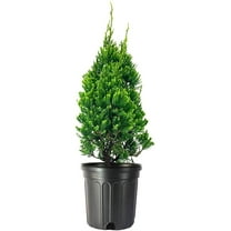 Robusta Green Juniper 1 Live Gallon Size Tree Juniperus Chinensis ...