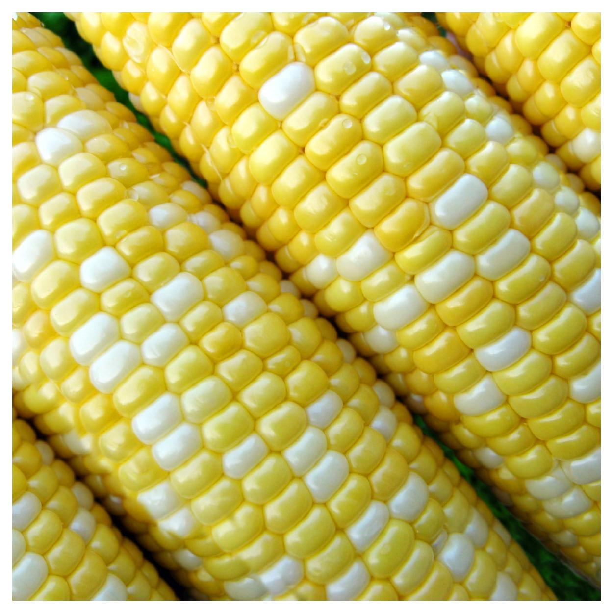 Everwilde Farms - 1 oz Peaches And Cream F1 Hybrid Bicolor Sweet Corn Seeds - Gold Vault Bulk ...