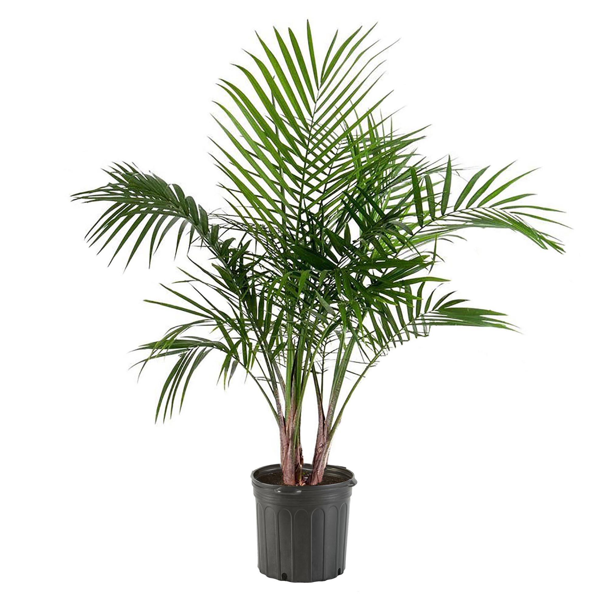 10" Majesty Palm Live Tropical Plant - Walmart.com