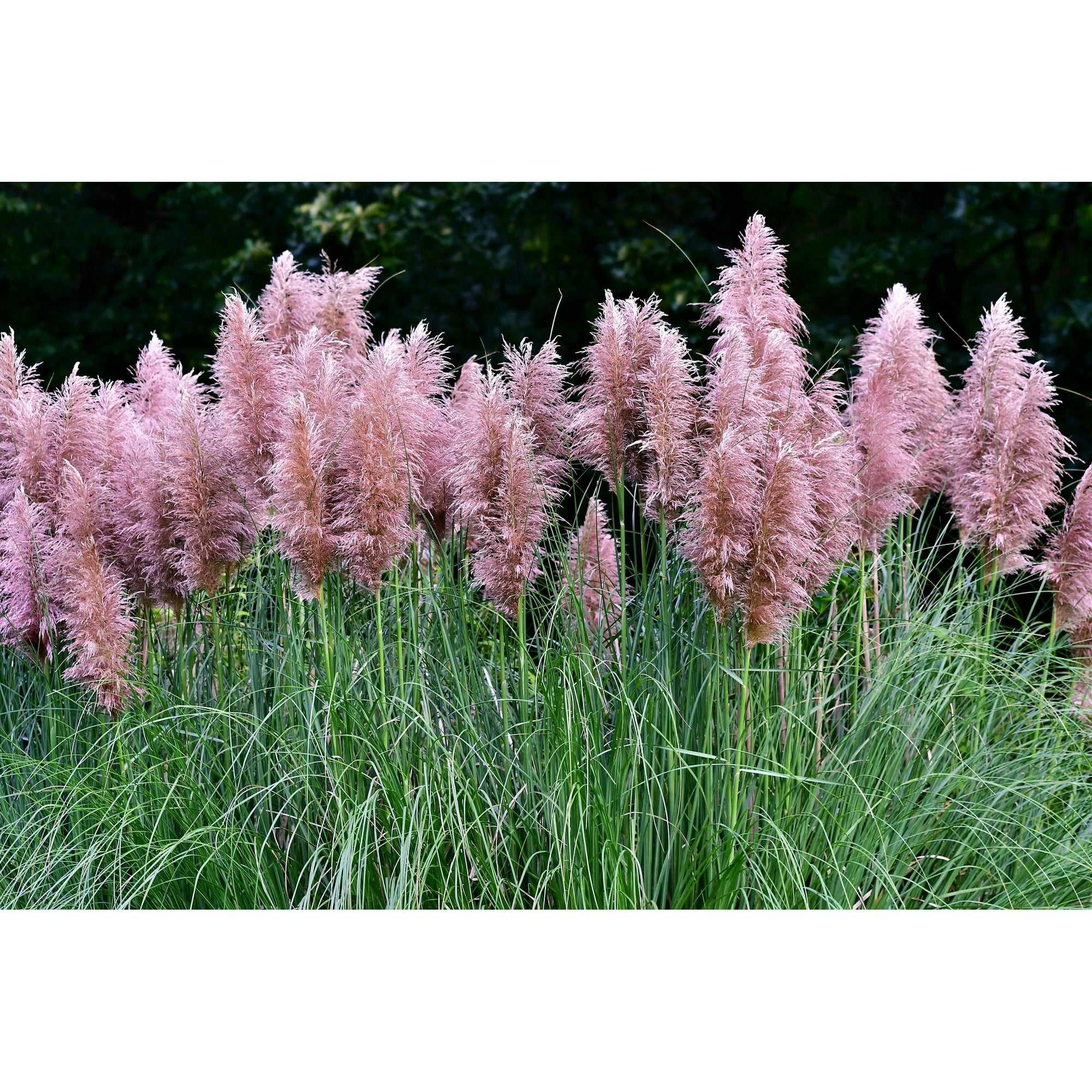 Click here for Seedville Usa 200 Ornamental Pink Pampas Grass Cor... prices
