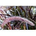 25 Seeds of Outdoor Purple Fountain Grass - Pennisetum Setaceum with ...
