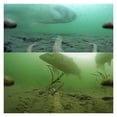 3D Biomimetic Underwater Fishing Camera Visual Anchor Fish Device And ...