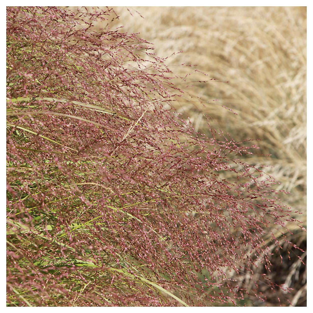 Everwilde Farms - 1 lb Sand Love Grass Native Grass Seeds - Gold Vault ...