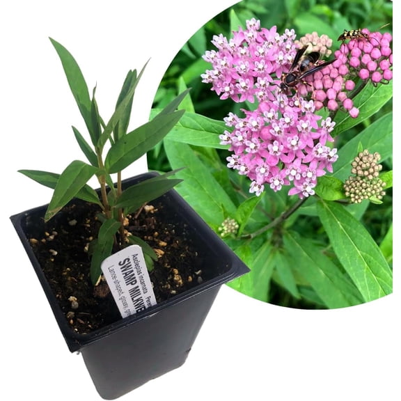 Rattlesnake Master (Eryngium yuccifolium) Organic Plant in 2.5-inch Pot ...