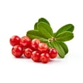 50 LINGONBERRY Mountain Cranberry Vaccinium Vitis-Idea Red Berry Edible ...