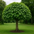 Catalpa Tree Live Plants – Hardy Flowering Shade Tree (Catalpa speciosa ...