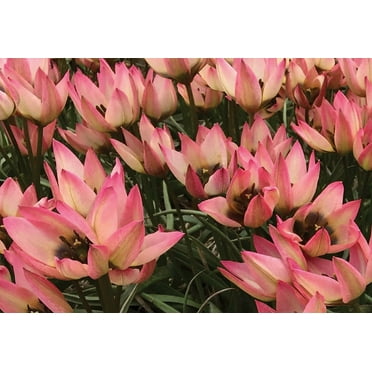 Van Zyverden Tulip Popcorn Set of 25 Bulbs White Part Sun - Walmart.com