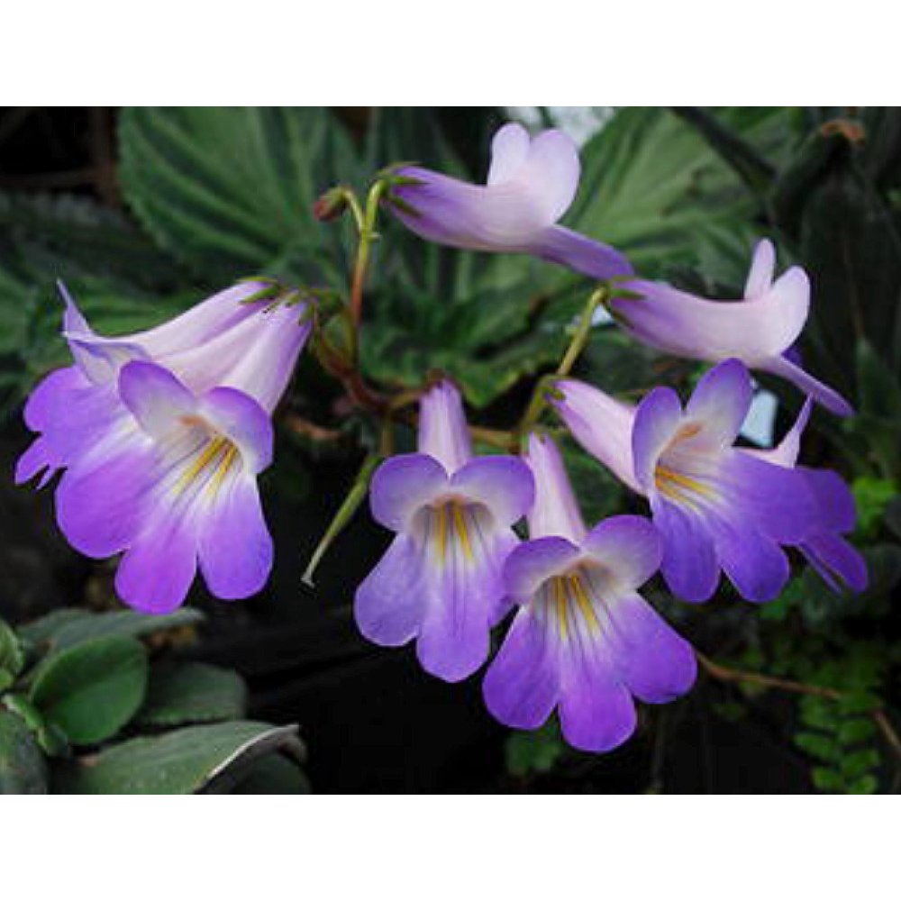 Vertigo Asian Violet - Primulina - 2.5" Pot - Easy Blooming House Plant ...