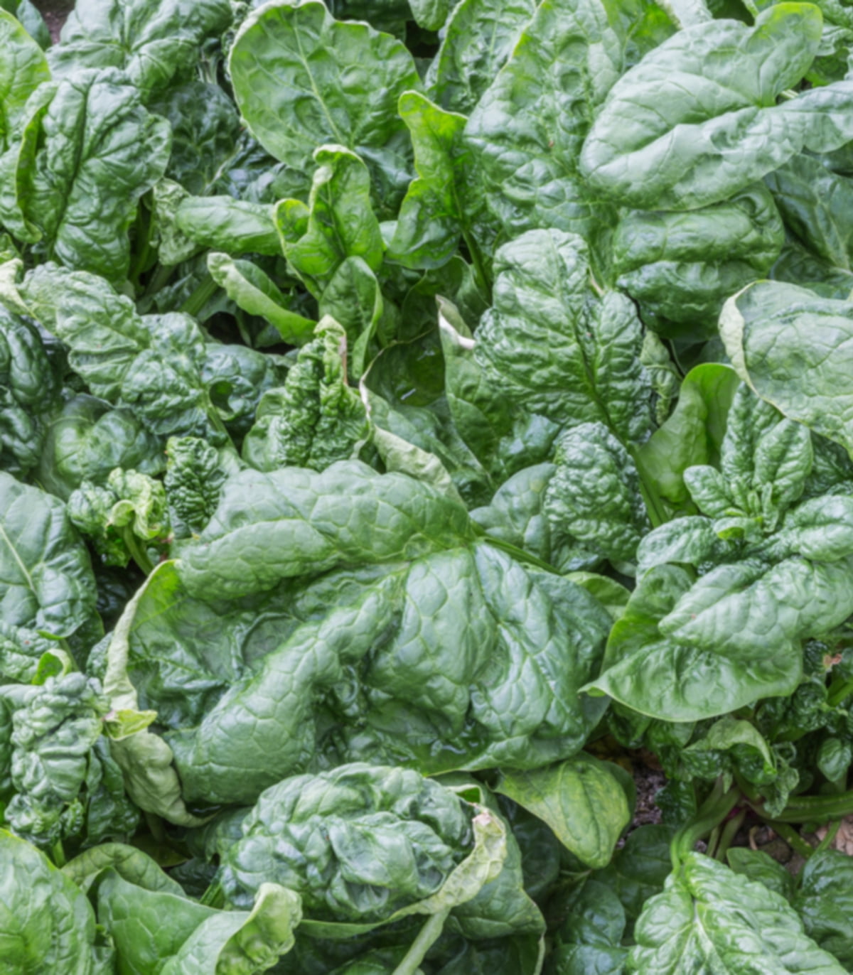 Earthcare Seeds - Spinach Bloomsdale 500 Seeds (Spinacea Oleracea ...