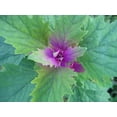 100 GIANT GOOSEFOOT Chenopodium Giganteum Purple Magenta Spreen ...