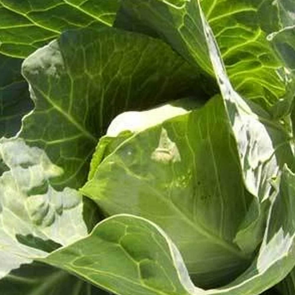 Early Jersey Wakefield Cabbage Seeds - 1 g ~300 Seeds - Heirloom, Open ...