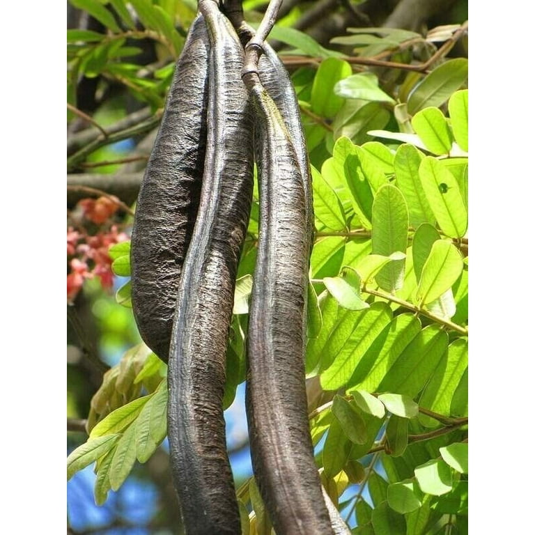 Cassia Tree Seeds
