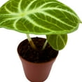 Alocasia Ninja, 2 inch Rare Alocasia Black Velvet Ninja Starter Tiny ...