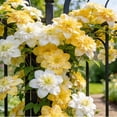 Giant Clematis Vine For Planting Ideal for Gardening Deer Resistant ...