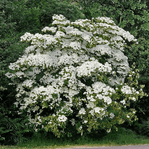 White Fringe Tree Live Plant, 6-10'' Tall White Fringe Tree Perennial ...
