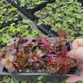 Live Delivered Blooming Sedum Spurium, Voodoo, Stonecrop - 4x2.63x1 ...