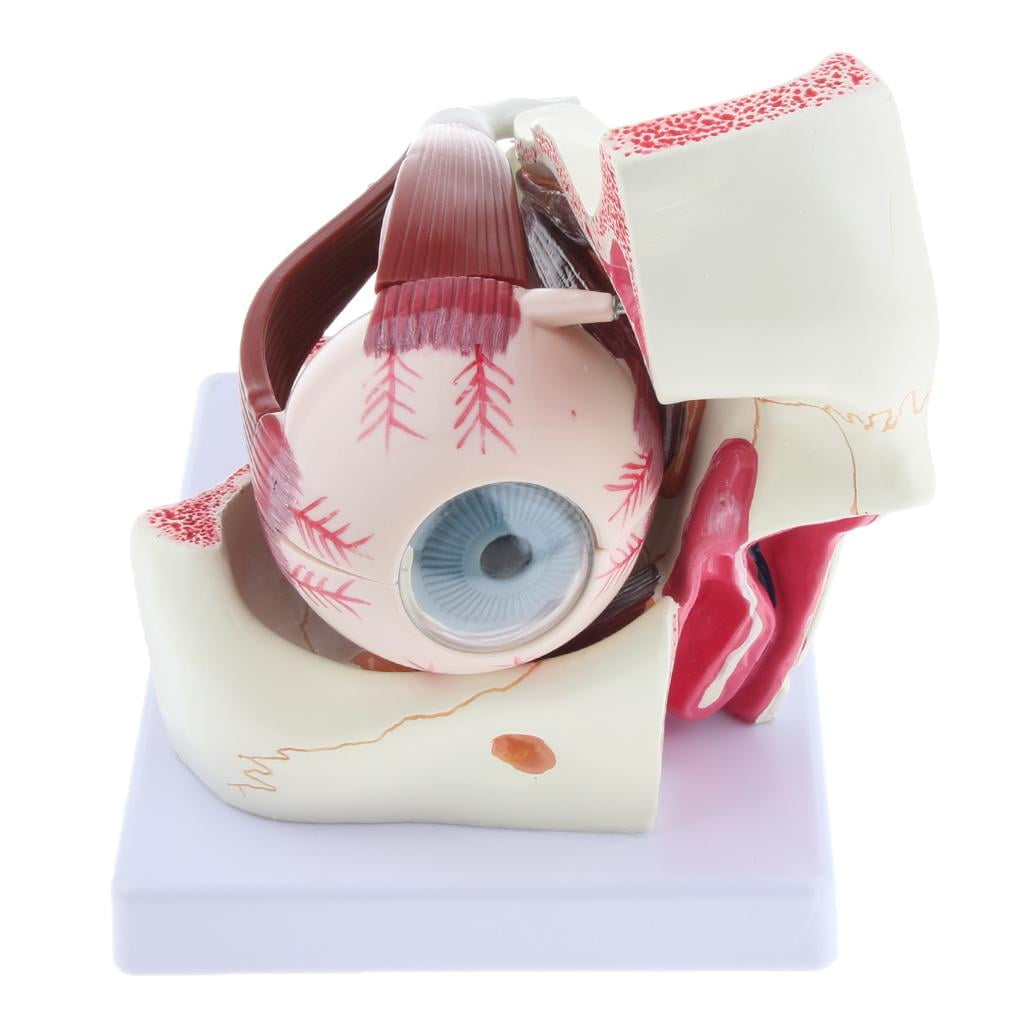 Human Eye Model Giant Eyeball Eyelid Teaching Aid Display, Eye ...