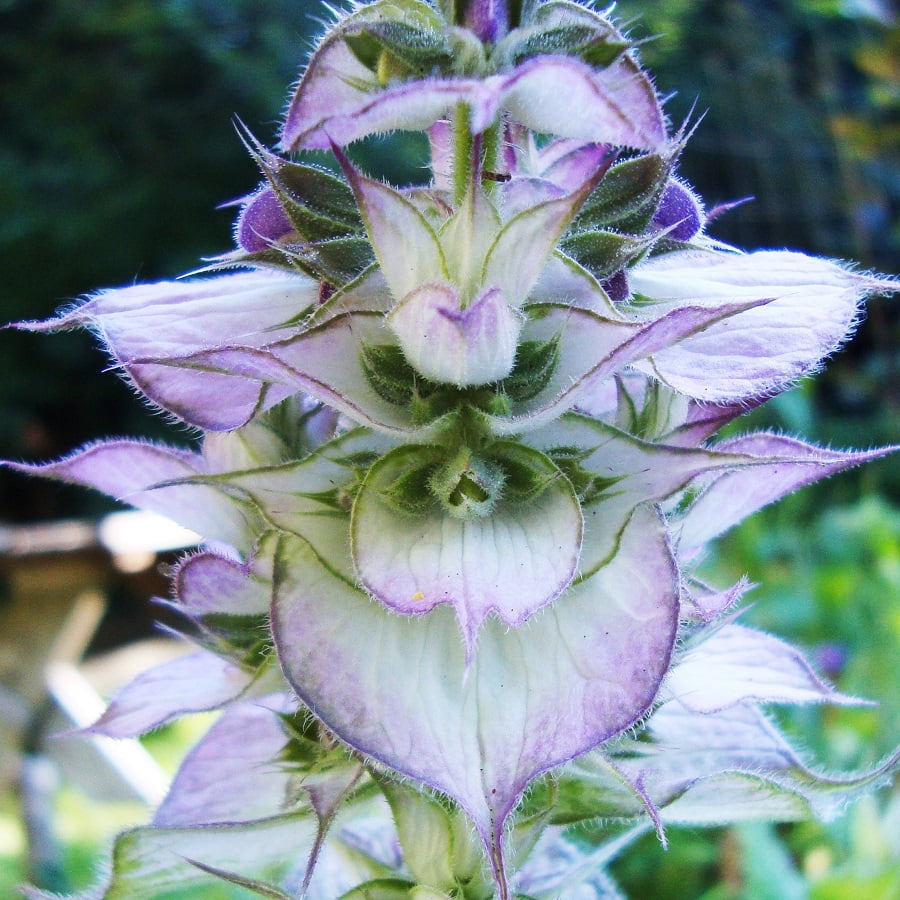 Outdoor & Gardening Annual Clary 100 seeds mixed colours non GMO Home ...