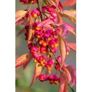 10 TWEEDIA BLUE MILKWEED Southern Star of Argentine Tweedia Caerulea ...