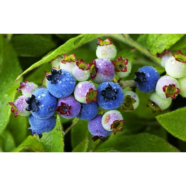 50 LOWBUSH BLUEBERRY Vaccinium Angustifolium Blue Berry Fruit Dwarf ...