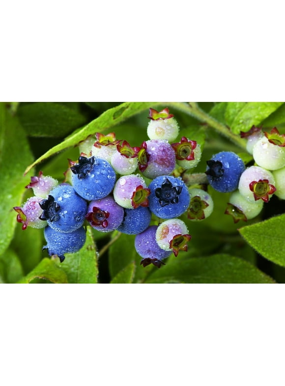 Blueberry Seeds in Seed Gardening - Walmart.com